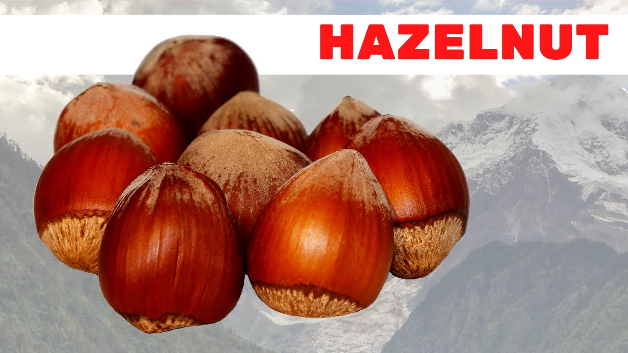 Eating 1 Handful of Hazelnuts a Day Does These To Your Body - YouTube
