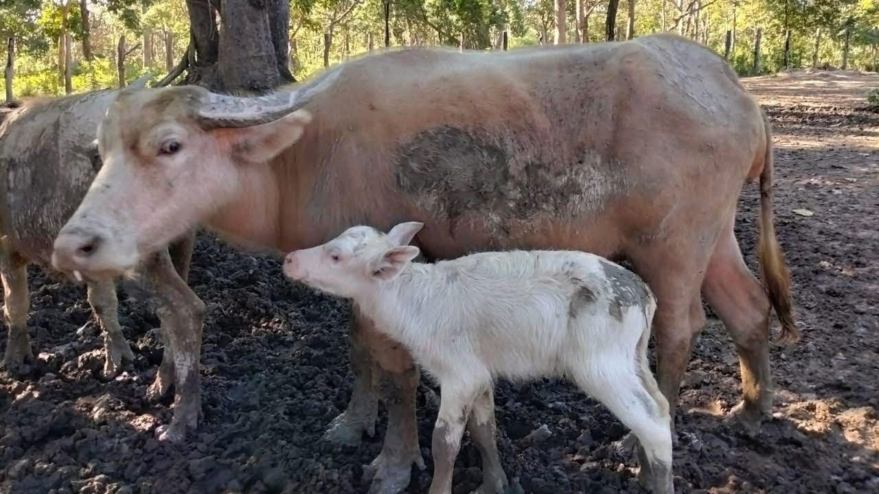 How to raise animals in the village? - YouTube
