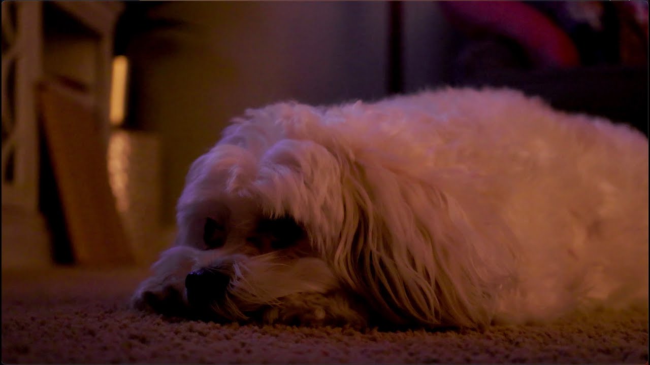 Log-Dog Short Film (12/12/22) - YouTube