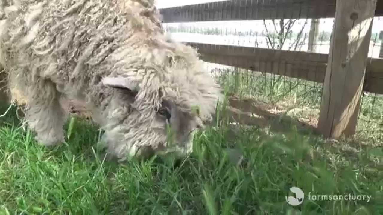 Ferdinand Sheep Arrives at Farm Sanctuary - YouTube
