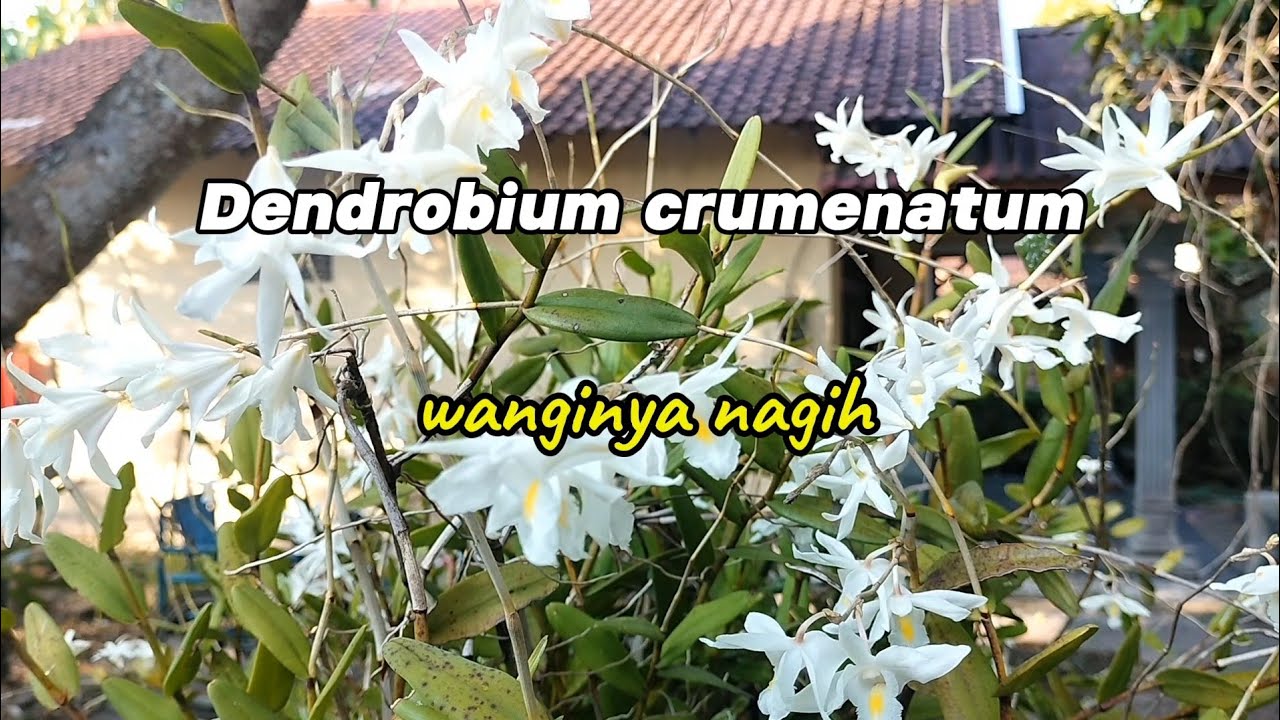 Anggrek Merpati (Dendrobium crumenatum), anggrek spesies yang wangi ...
