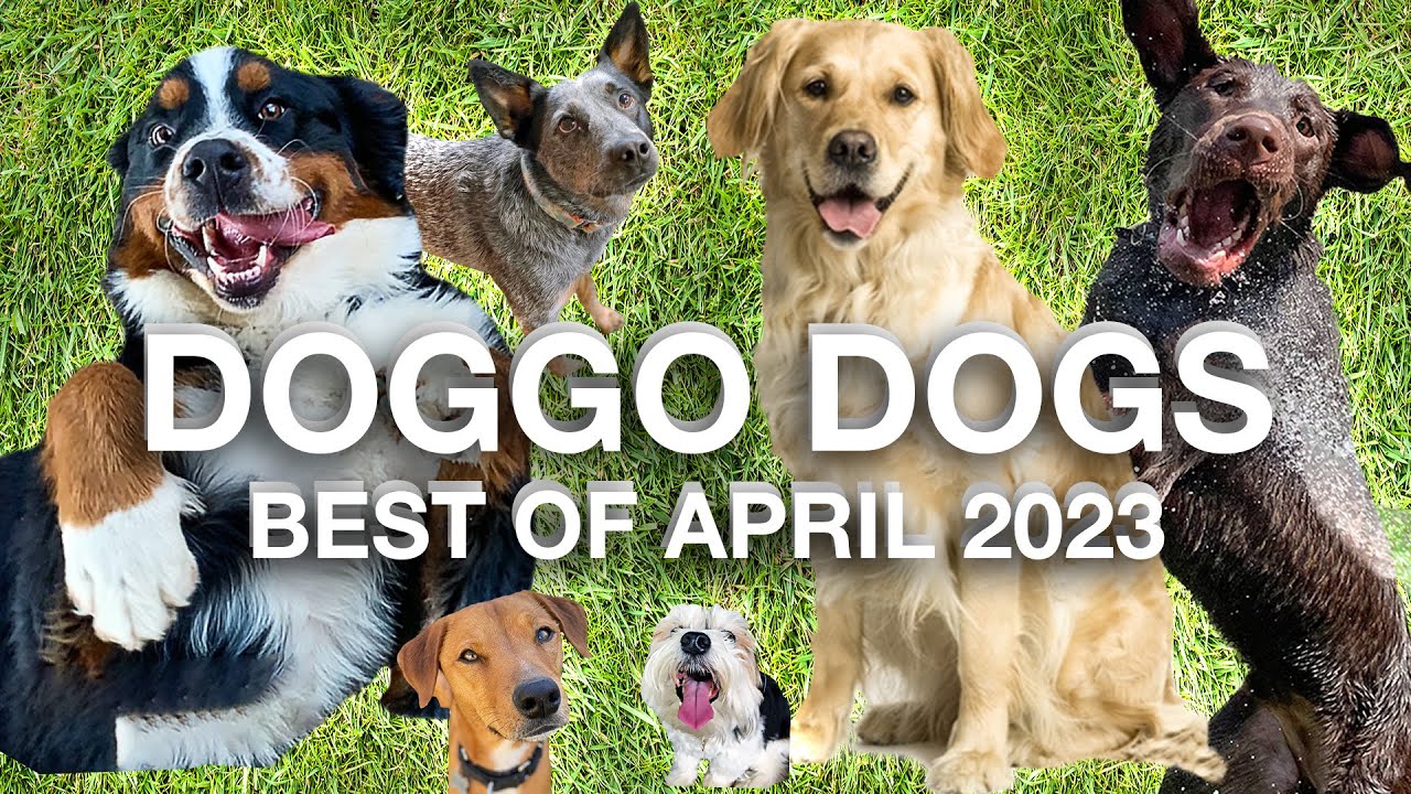 Dogs Doing Dog Things: Best of April 2023 - YouTube