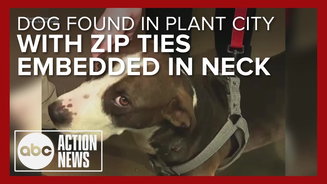 Dog found in Plant City with zip ties embedded in neck - YouTube