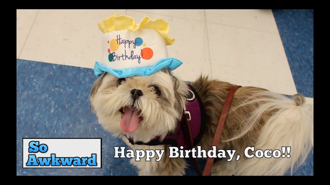 Happy Birthday, Coco!! - YouTube