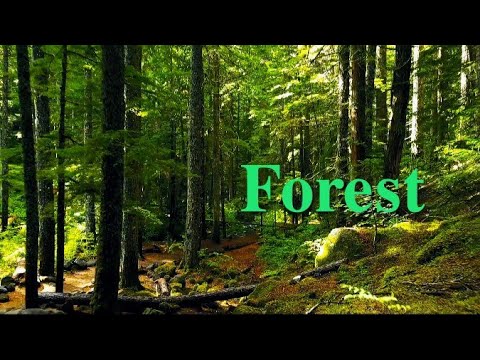 Video of Forest| Beautiful nature of forest| Forest lovers | - YouTube