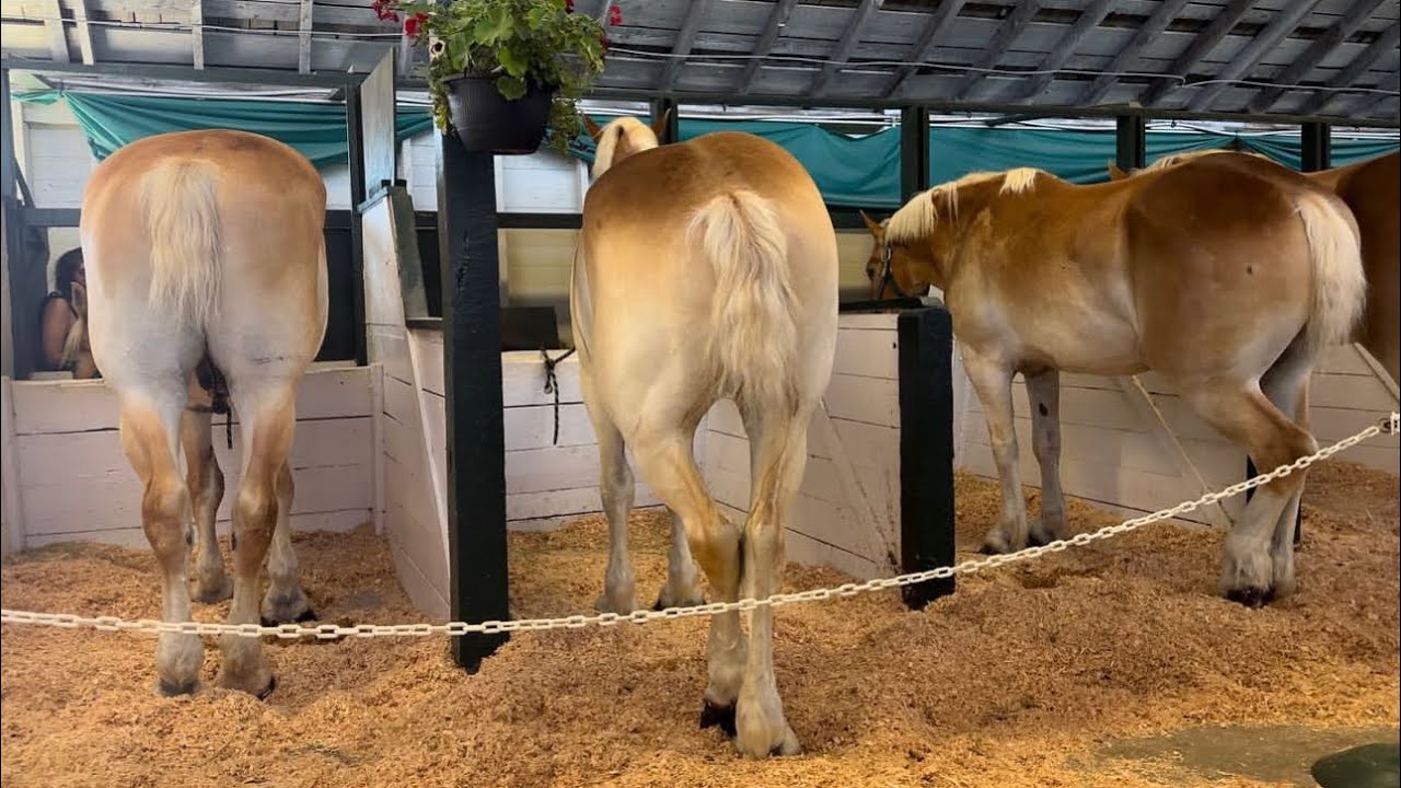 𝙽𝚘𝚛𝚝𝚑𝚠𝚎𝚜𝚝 𝚆𝚊𝚜𝚑𝚒𝚗𝚐𝚝𝚘𝚗 𝙵𝚊𝚒𝚛 𝚒𝚗 𝙻𝚢𝚗𝚍𝚎𝚗 🎡 - YouTube