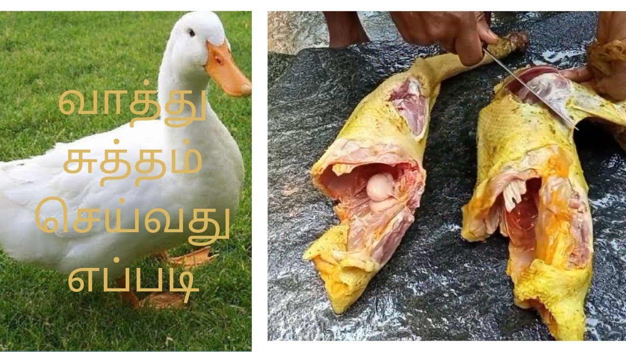 கிராமத்து முறையில் நாட்டு வாத்து சுத்தம்செய்யும் முறை/duck cleaning in ...