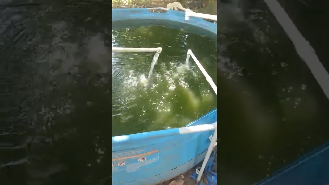 como oxigenar estanque para la crías de tilapias con bombas de ...