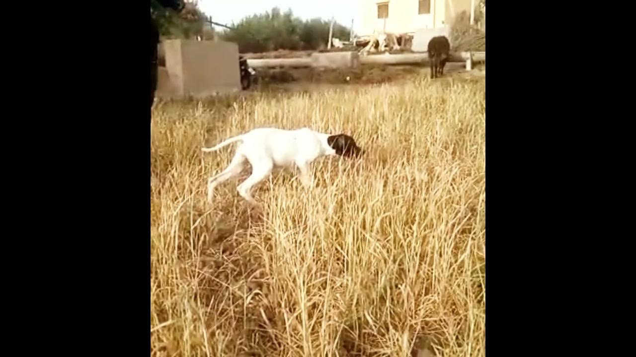 احسن طريقة في تدريب كلاب 🦮 الصيد على الارنب🐰♥️ Youtube