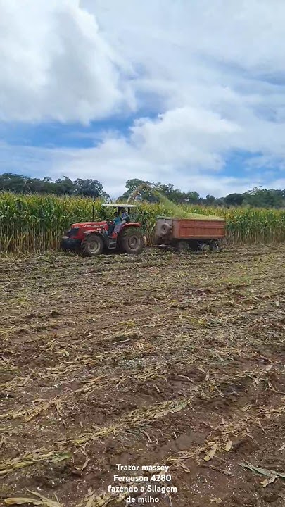 Trator massey Ferguson 4280 fazendo a Silagem de milho da safra - YouTube