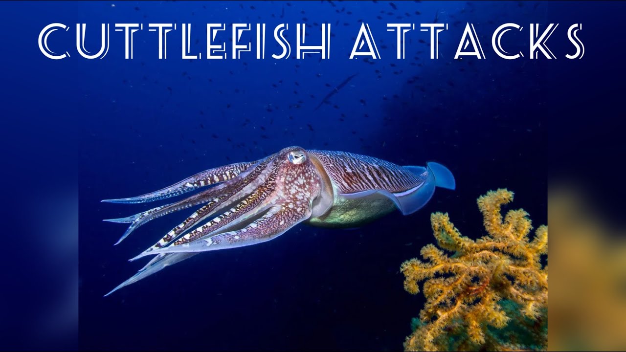 Cuttlefish attack | Cuttlefish hypnotize | Cuttlefish hunt - YouTube