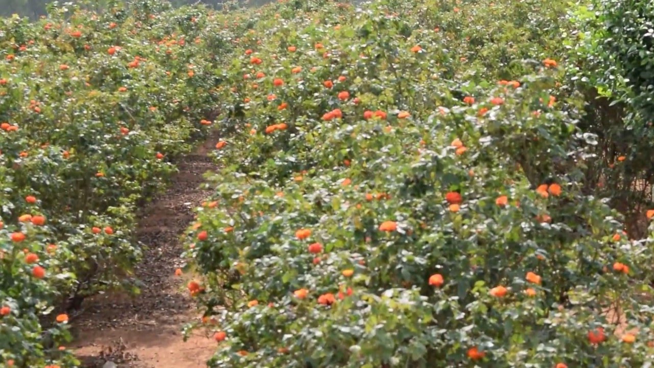 Rose Flower Farming In Kerala | Best Flower Site