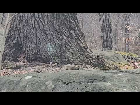 How Can Plants Break Down Rock