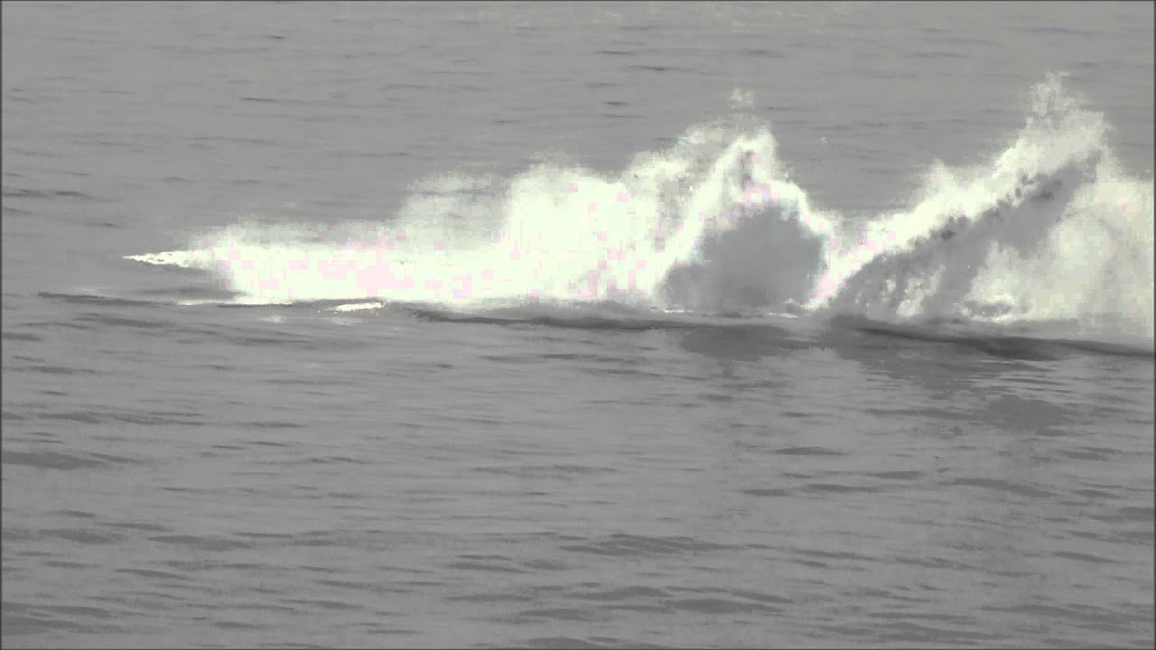 Walvis film 1 - YouTube