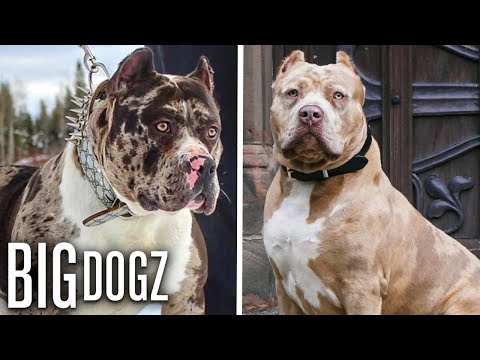 Meet Aftermath's Son - Marshall The 115lb Merle Bully | BIG DOGZ