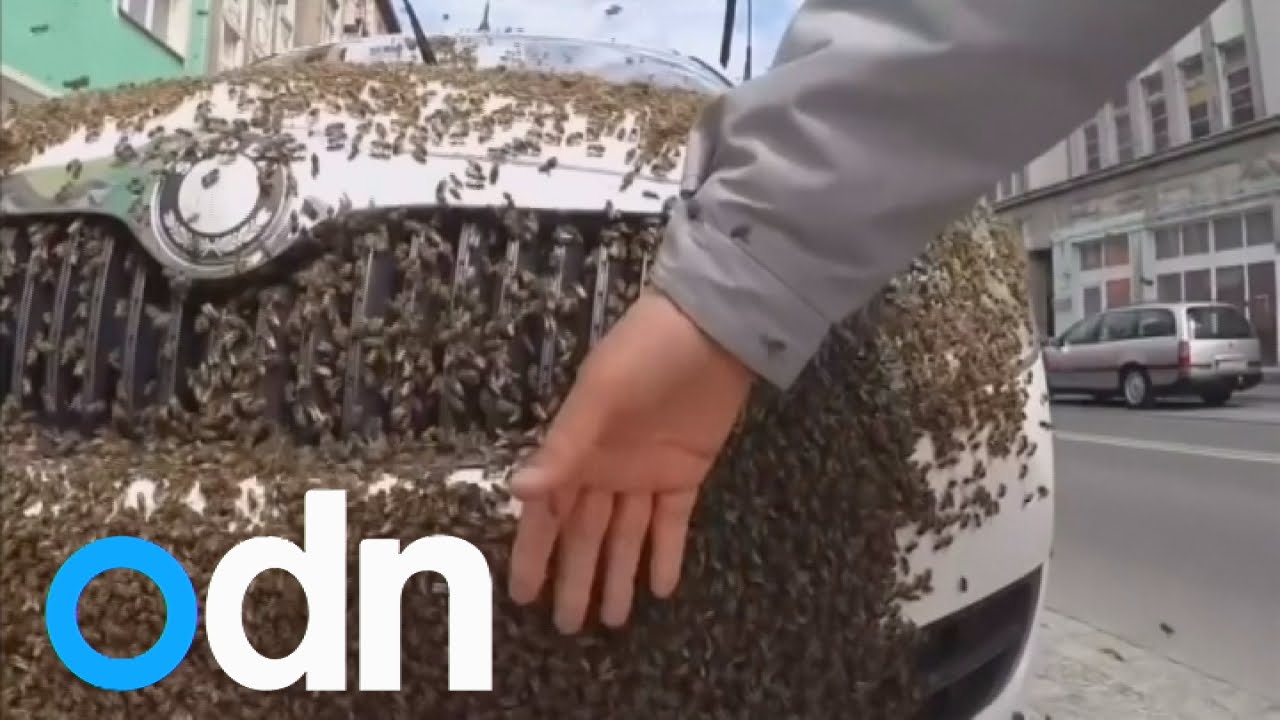 WATCH: Swarm of bees takes over vehicle in Poland - YouTube