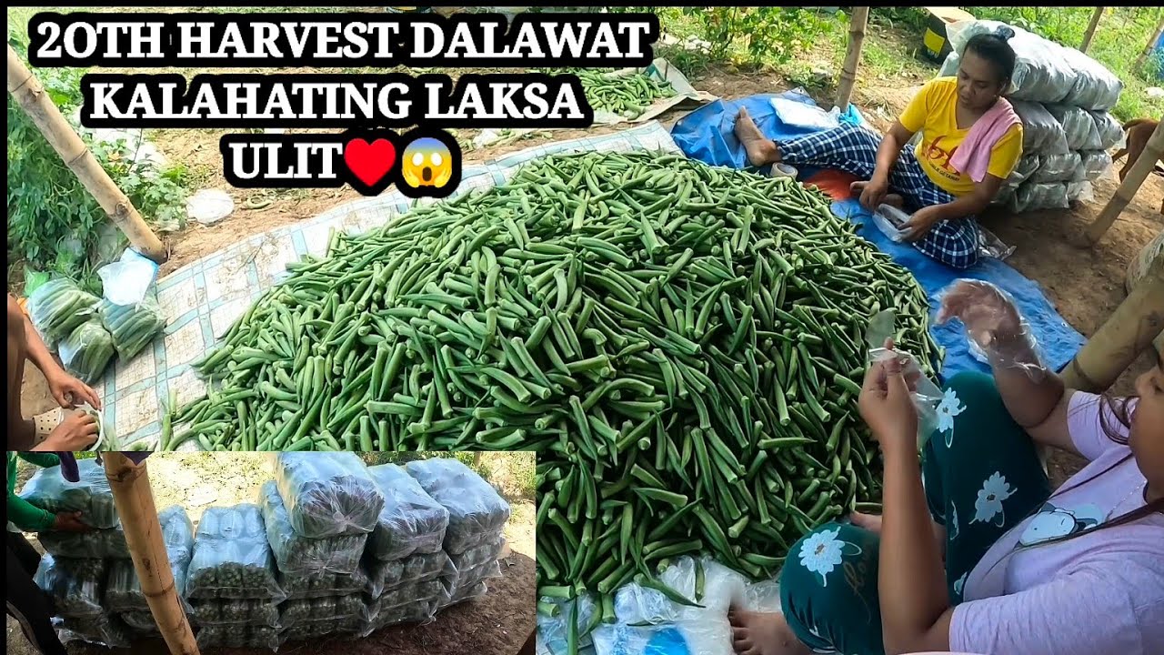 20TH HARVEST SA OKRA DALAWAT KALAHATING LAKSA ULIT TAYO LAKI NG SULONG ...