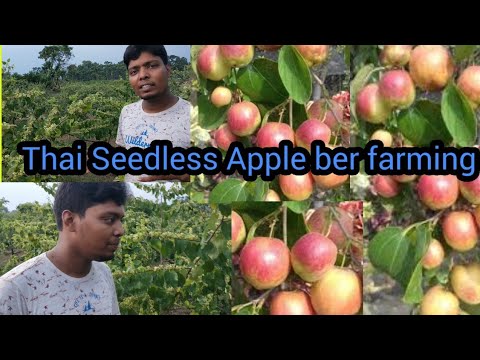 Thai Seedless Apple ber farming successful in India || Green tree ...
