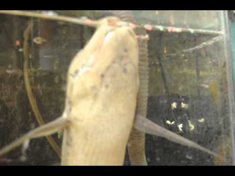 Protopterus annectens ( West African lungfish ) - YouTube