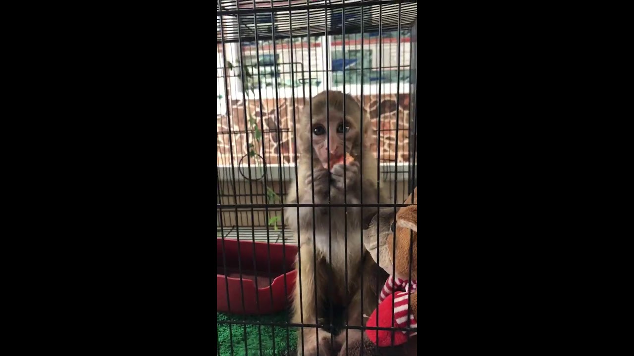 Baby monkey at the zoo - YouTube