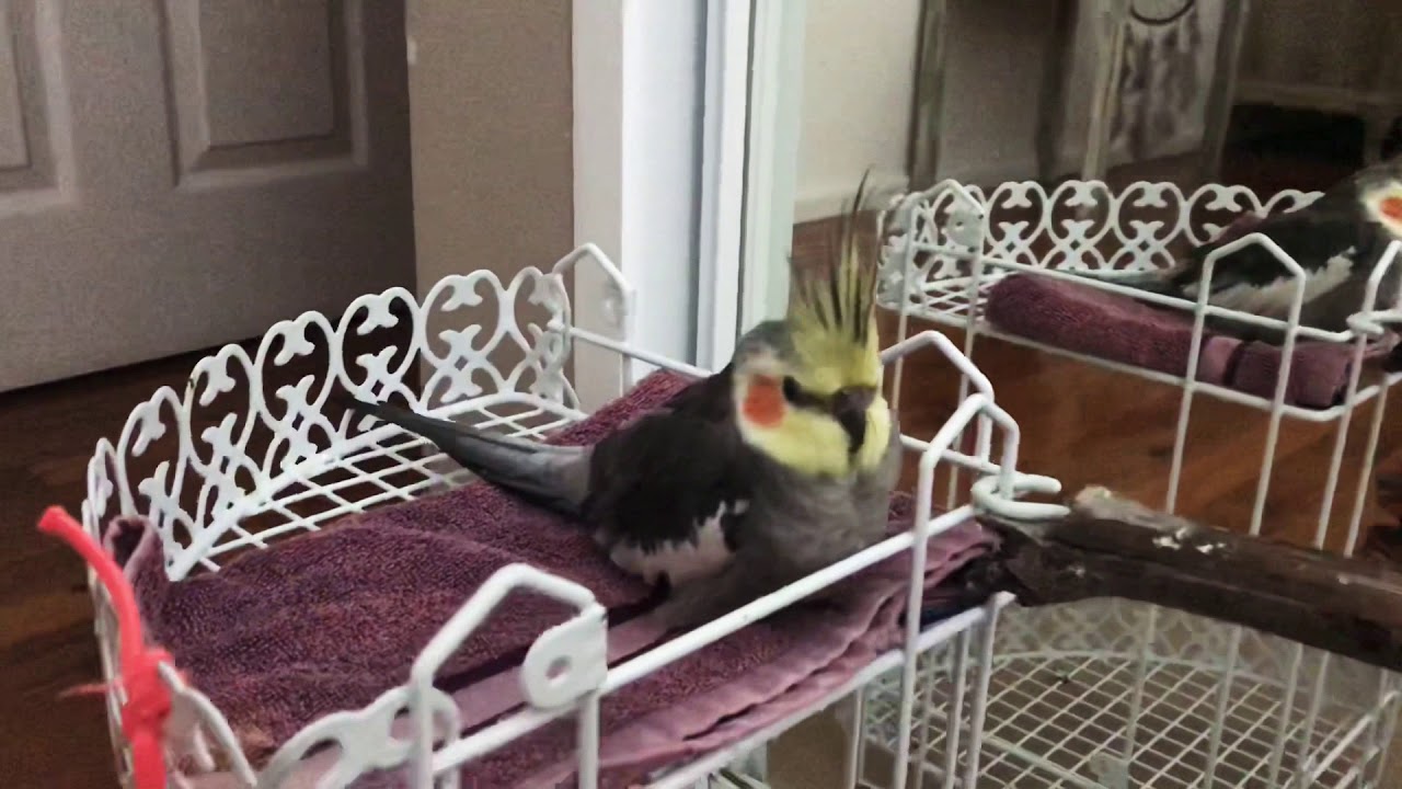 Cockatiel Beak Grinding - #Pecky - YouTube