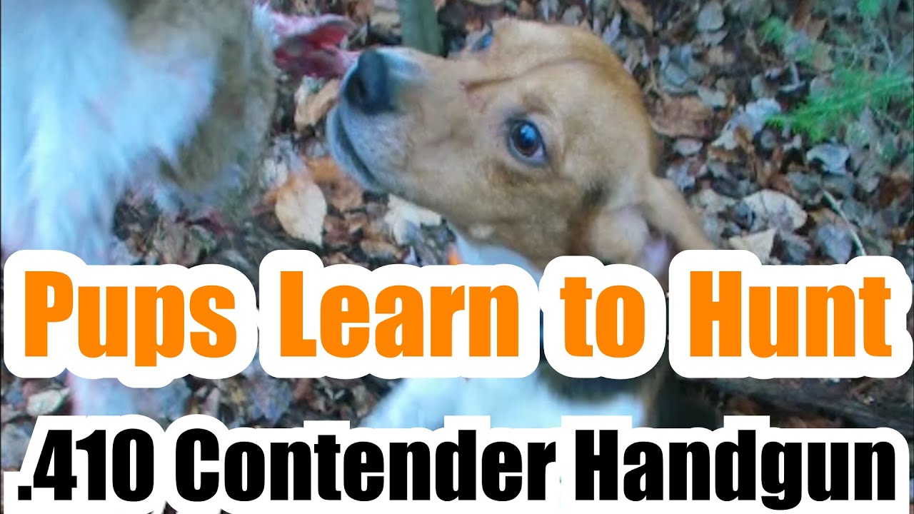 Beagle pups gain experience :: NH snowshoe hare hunting :: .410 ...