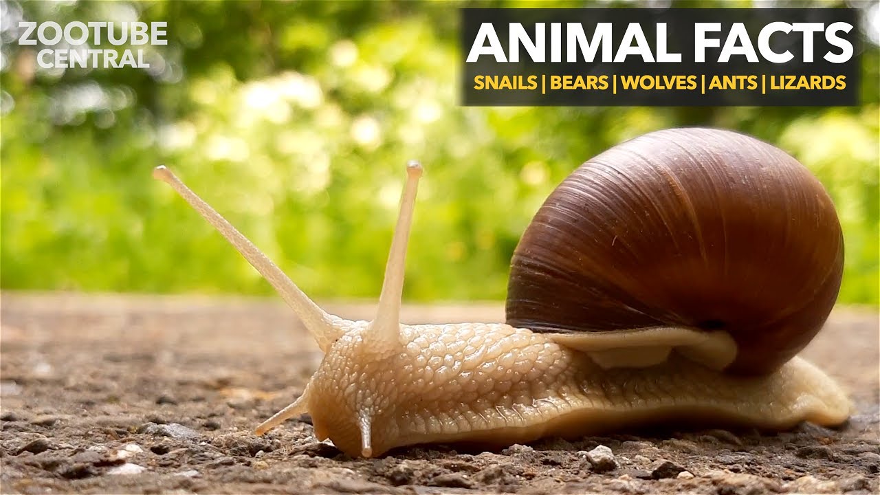 5 Cinematic Animal Facts You Didn't Know - YouTube