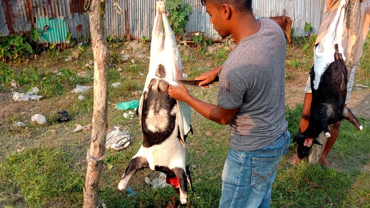 Amazing Goat Cleaning & Cutting Skills | Part 01 - YouTube