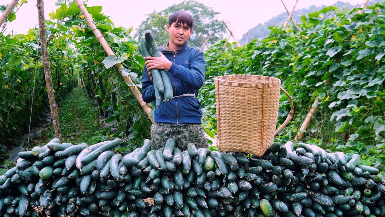 Harvest squash, cook nutritious soup, dry it to make squash tea - YouTube