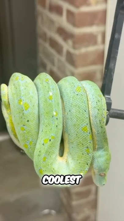 Are Green Tree Pythons the coolest snake in the Reptile hobby? Comment below! 😁 - YouTube