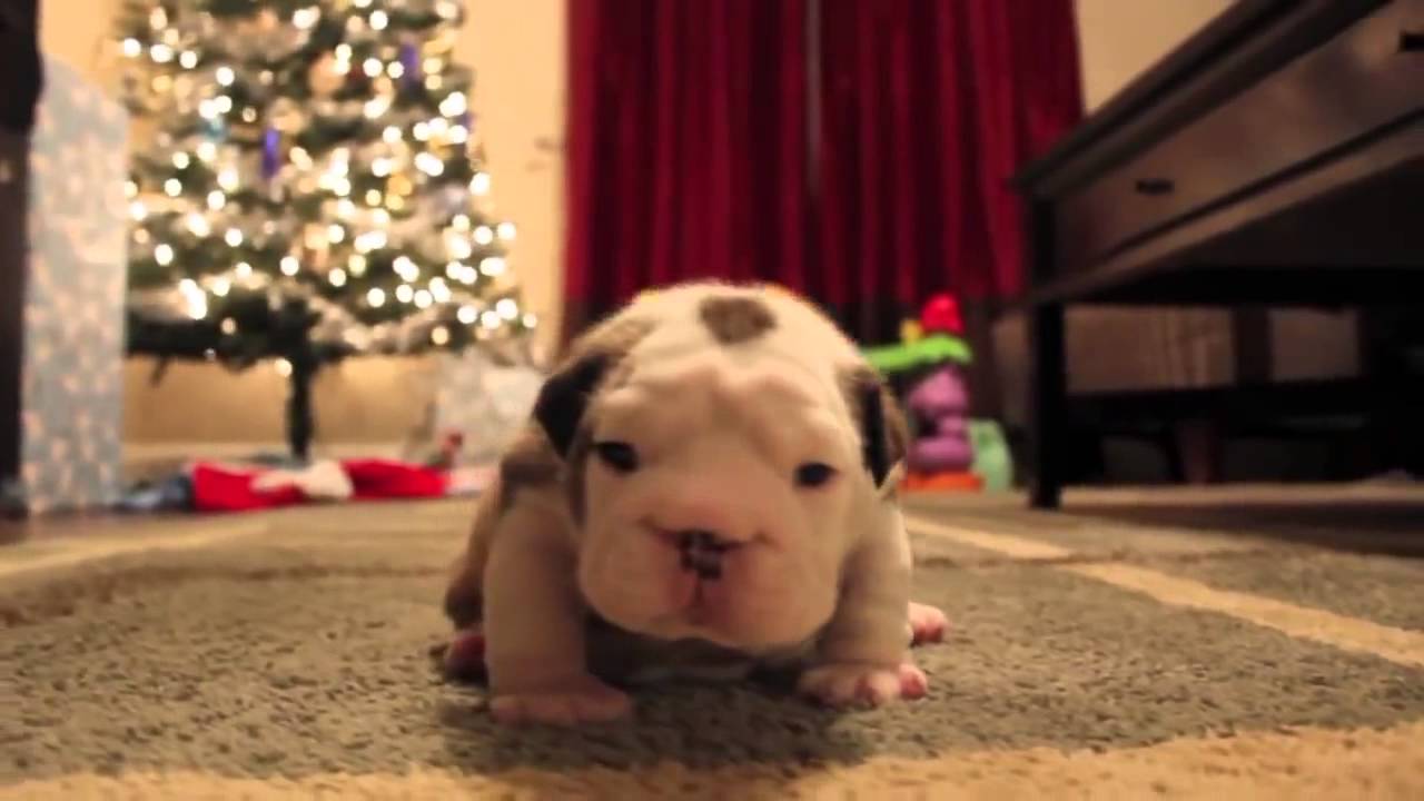 El perro mas tierno del mundo - YouTube