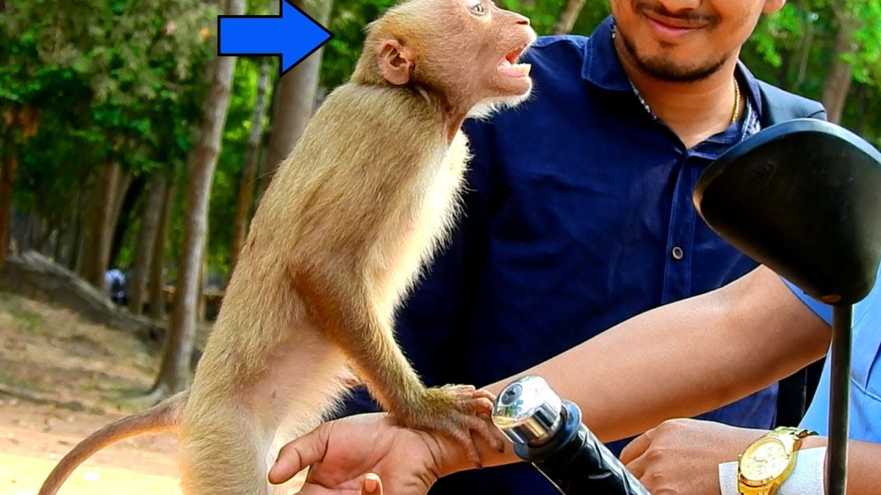 Welcome To CHIKITA Monkey For 2nd Day Of Releasing Again| She's Really ...
