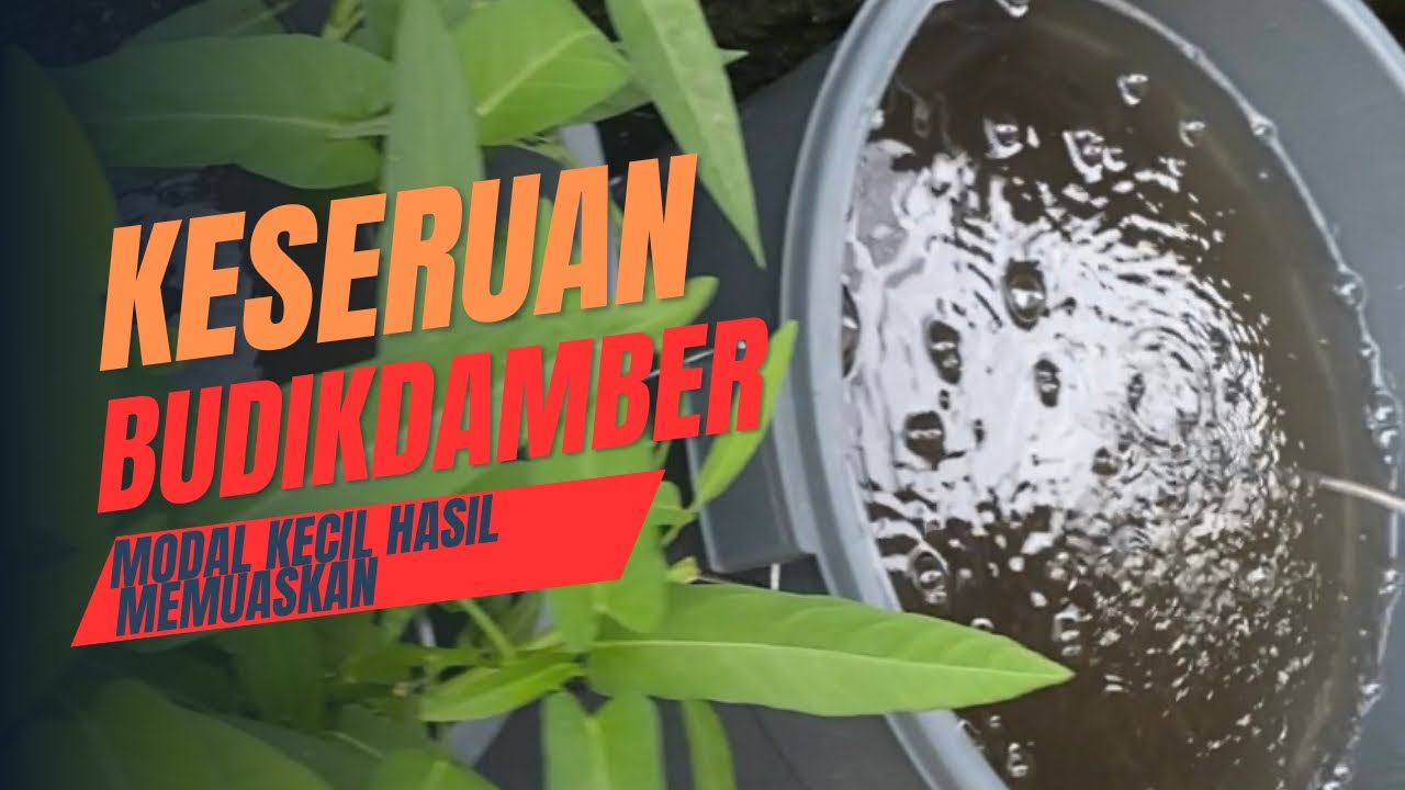 Budik damber dengan lahan yang sempit dan modal minim#budikdamber #budidayaikanlele - YouTube