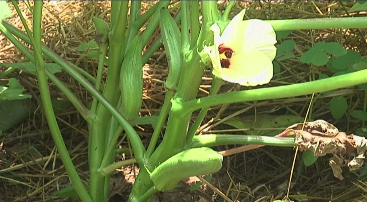 Rodger Winn's Heirloom Vegetables - YouTube