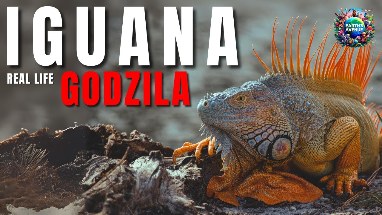 Iguana: A Day in the Life of a Real Godzilla - YouTube