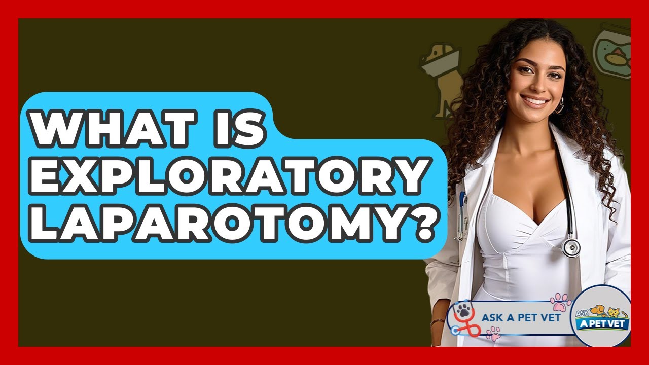 What Is Exploratory Laparotomy? - Ask A Pet Vet - YouTube