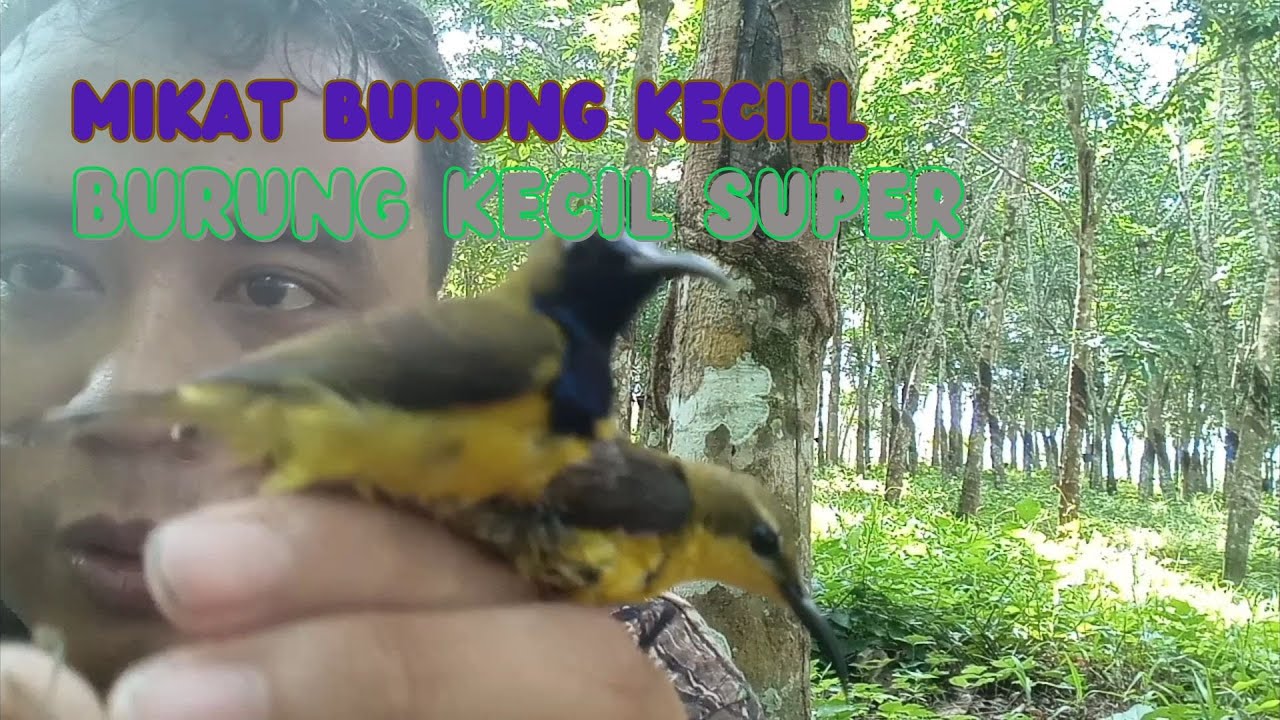 Mikat burung kecil pada super super tempat masih alami burung melimpah ...