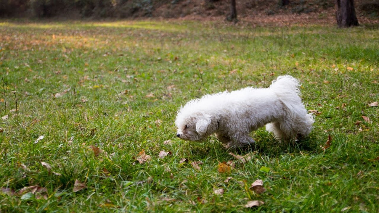 How to Cook with a Bichon Frise by Your Side - YouTube