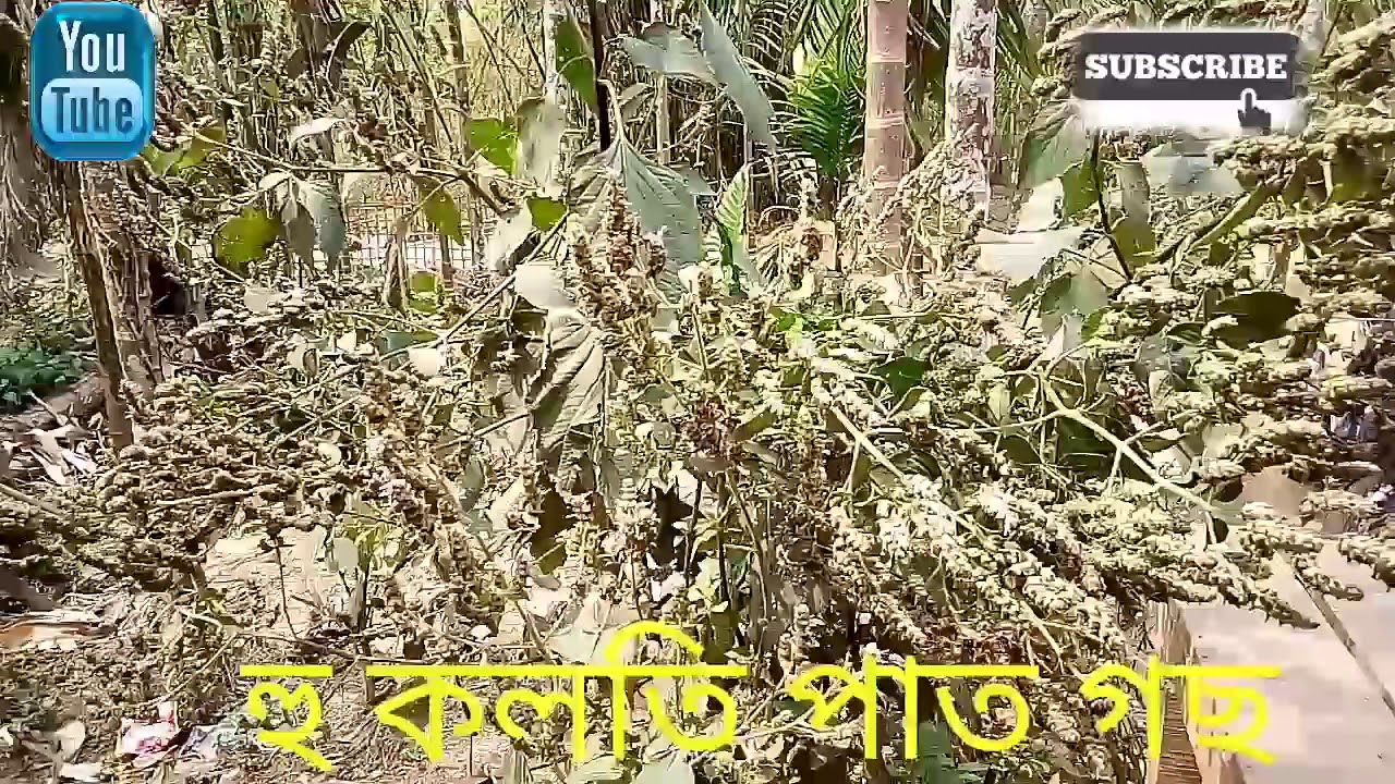 hukloti pat tree ...assamese recipe ingredient - YouTube