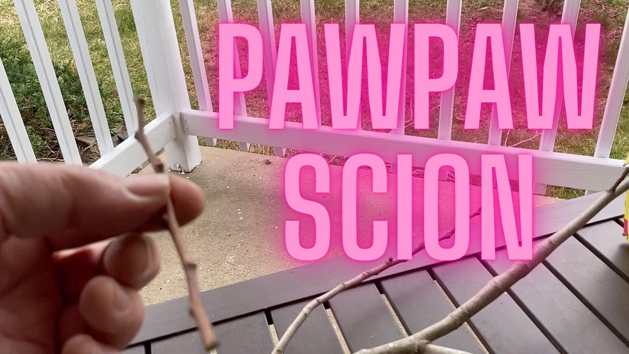 Collecting Pawpaw Scion Wood for Grafting - YouTube