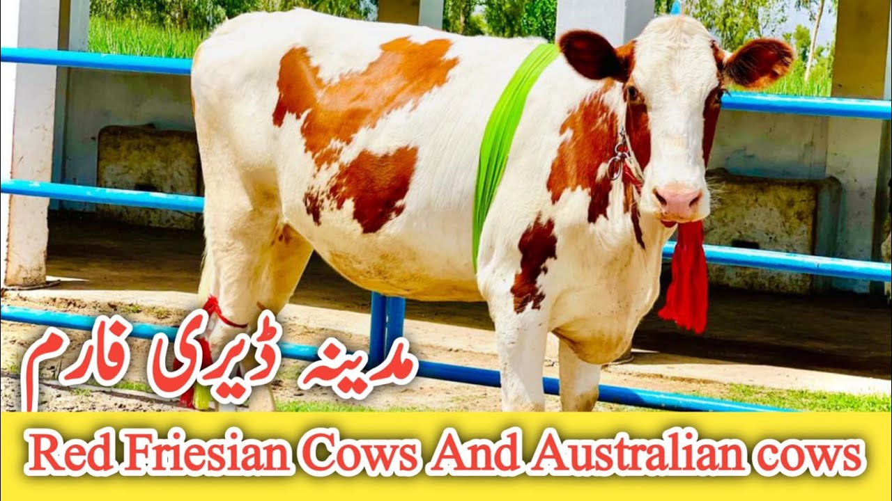Madina Dairy Farm | Jersey cows And Australian cows | Jani Best | 11 ...