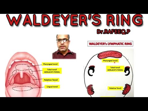 WALDEYER'S LYMPHATIC RING - YouTube