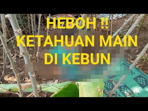 Heboh!!! Ketahuan Main Di Kebun