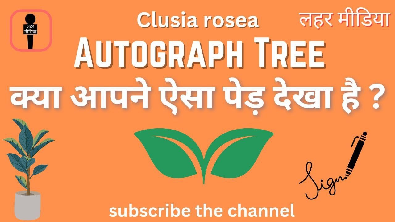 Autograph Tree - A Wonderful plant || Signature plant - Clusia Rosea ...