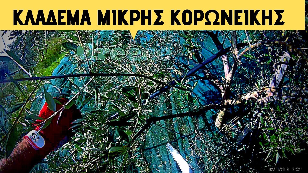 Κλαδεμα ελιας μικρης ηλικιας - YouTube