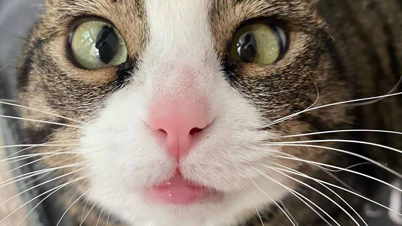 Animals That Are Cross Eyed