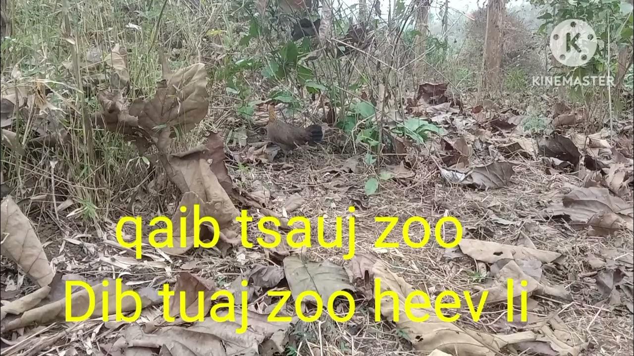 ສຽງໄກ່ເເມ່ຕອດ nkauj cuab tsauj zoo Dib tuaj zoo - YouTube