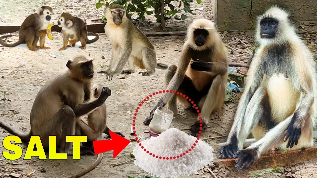 Monkey Eat Salt | Monkey video - YouTube