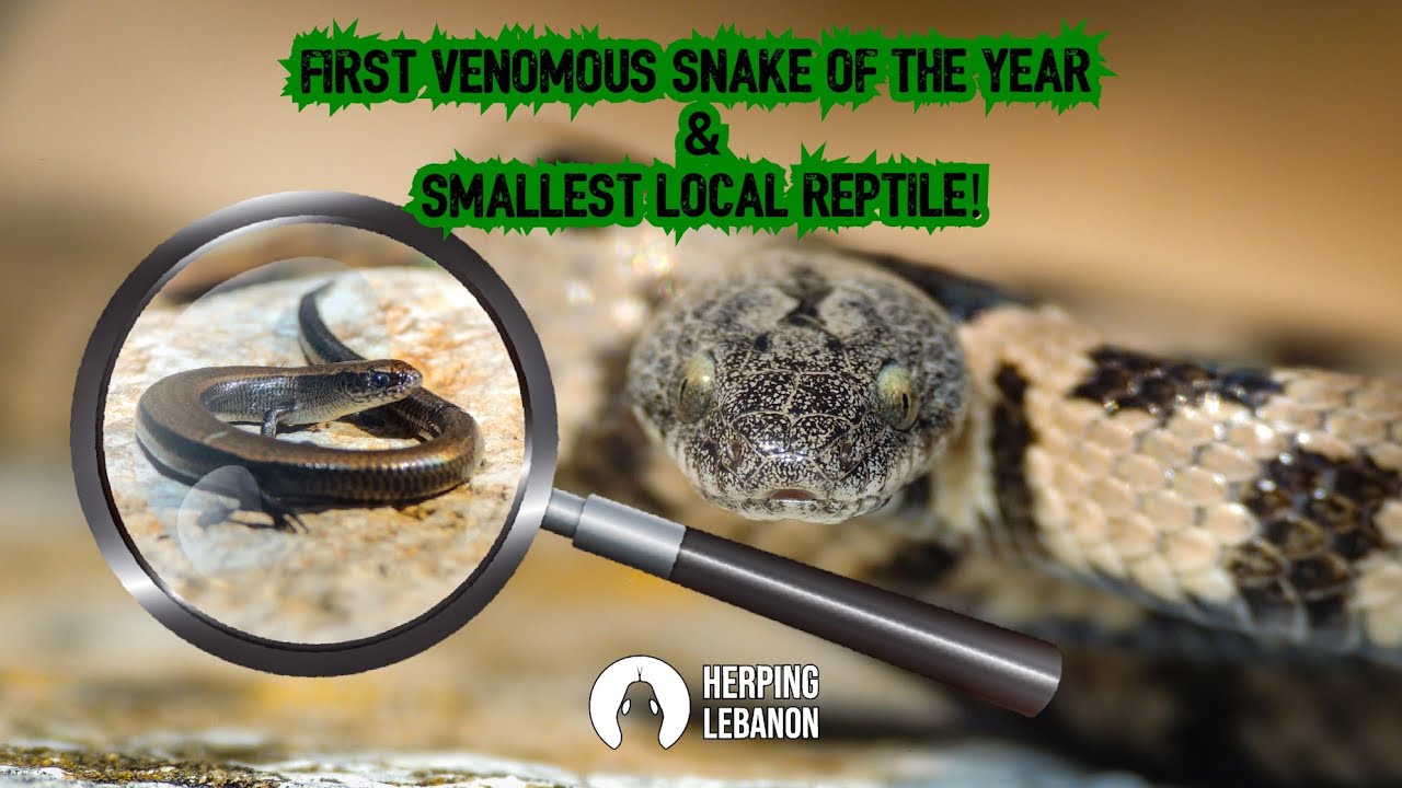 First Venomous Snake of the Year, Smallest Local Reptile and More! # ...