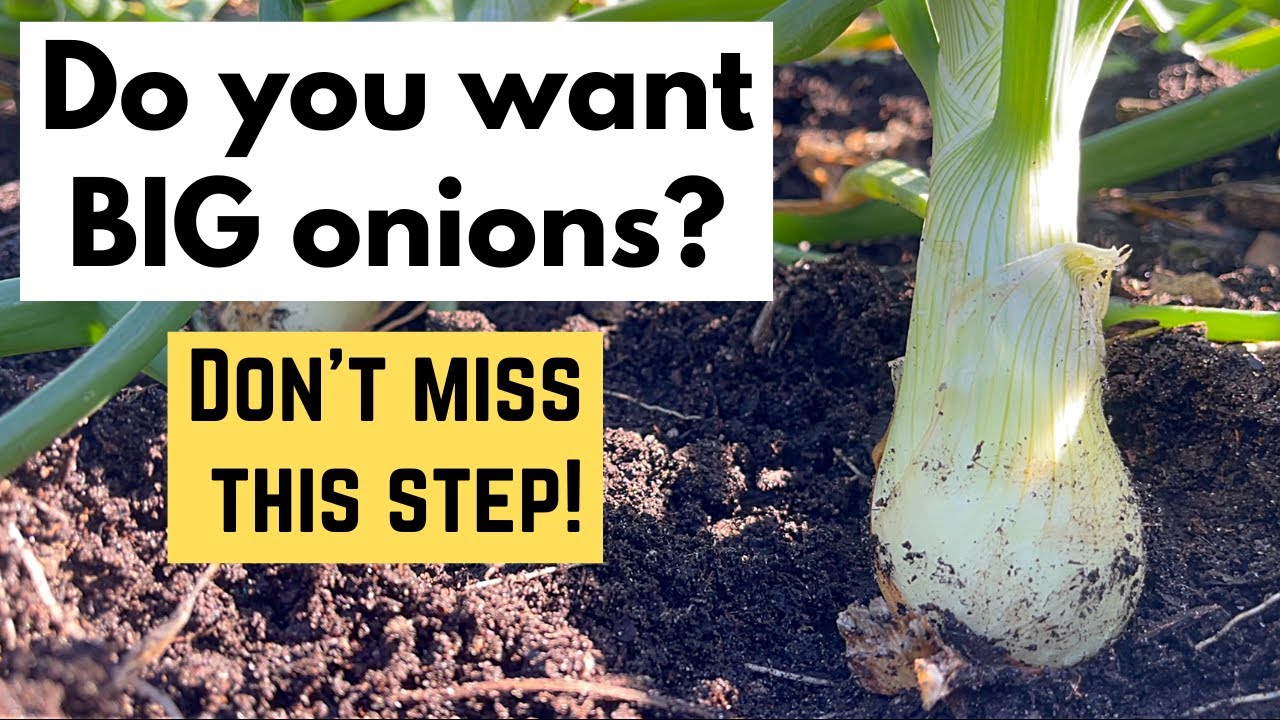 BIG Onions: How to grow them! CRUCIAL STEP - YouTube